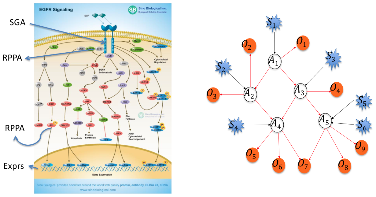 Biomedical Science – Center for Causal Discovery